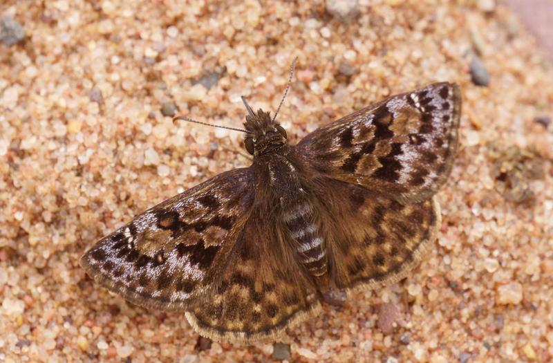 Recent butterfly sightings — wisconsinbutterflies.org