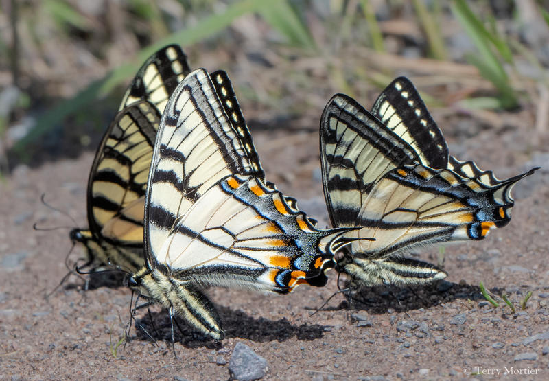 Recent butterfly sightings — wisconsinbutterflies.org
