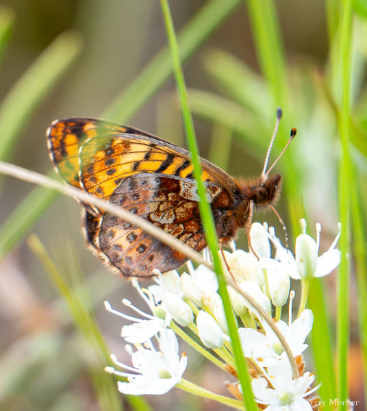 Recent butterfly sightings — wisconsinbutterflies.org
