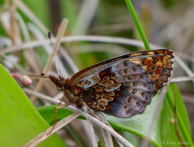 Recent butterfly sightings — wisconsinbutterflies.org