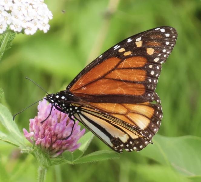 Recent butterfly sightings — wisconsinbutterflies.org