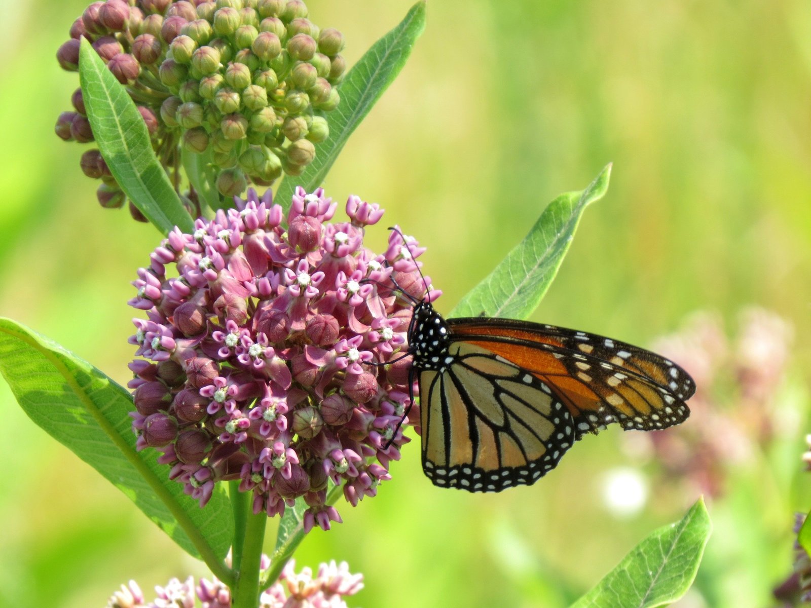 Recent sightings | South Jersey Butterfly Sightings