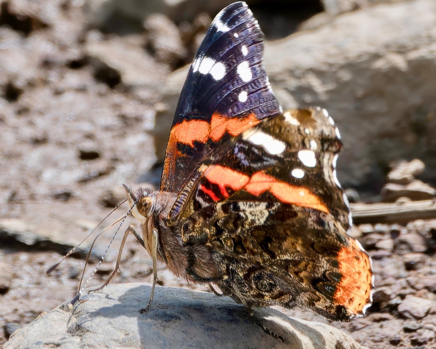 Recent sightings | North Jersey Butterfly Sightings
