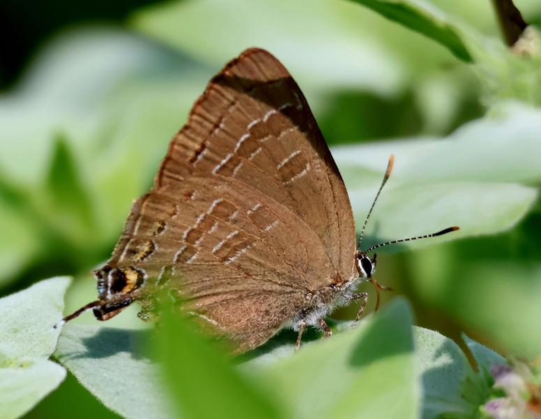 Sighting for July 10, 2024 — wisconsinbutterflies.org
