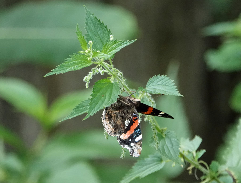 Recent sightings | South Jersey Butterfly Sightings