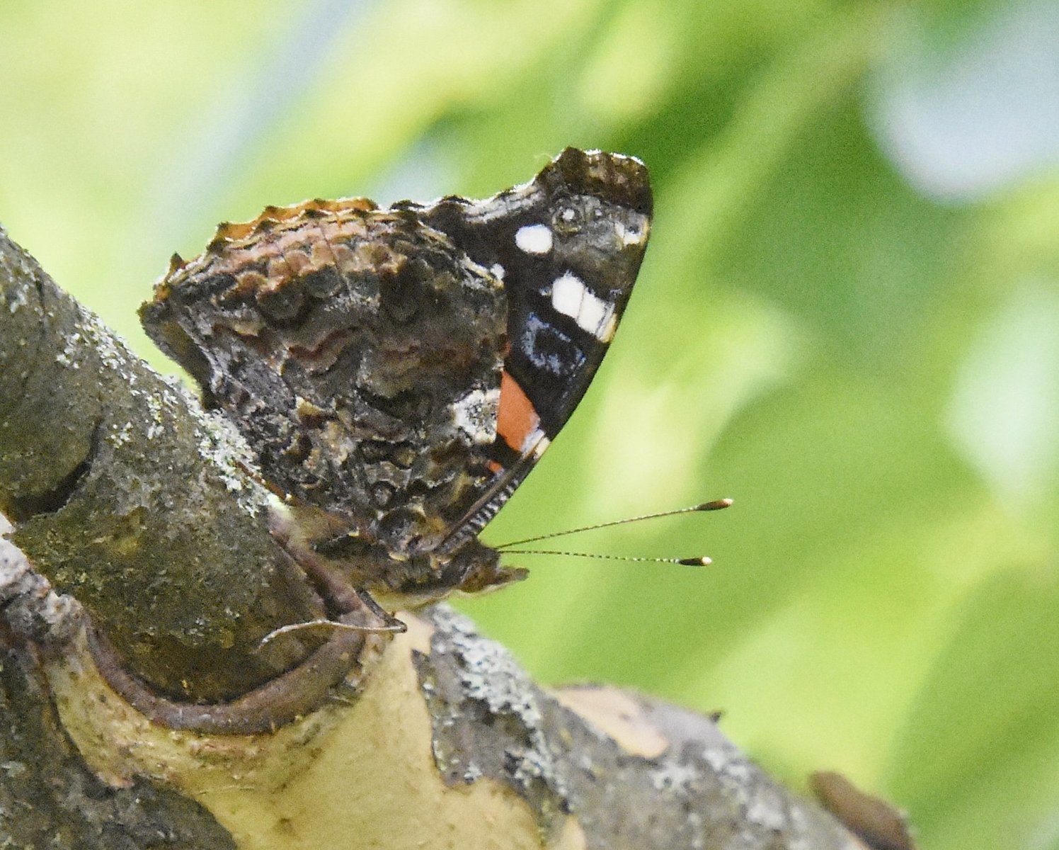 Recent sightings | South Jersey Butterfly Sightings