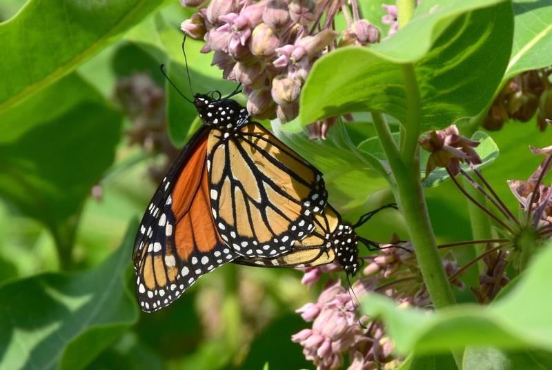 Recent butterfly sightings — wisconsinbutterflies.org