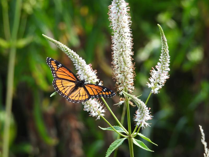 Recent butterfly sightings — wisconsinbutterflies.org