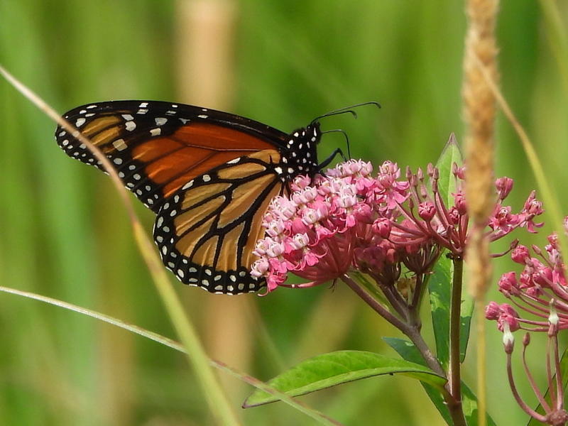 Recent butterfly sightings — wisconsinbutterflies.org