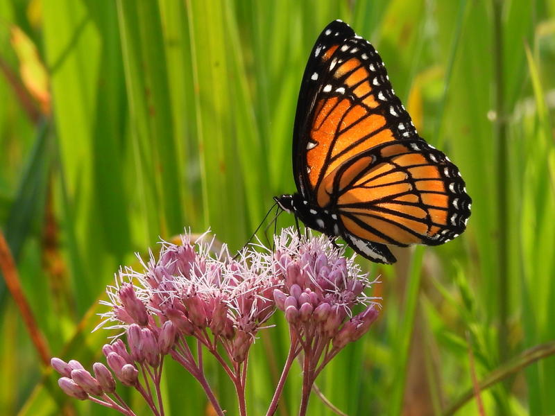 Recent butterfly sightings — wisconsinbutterflies.org