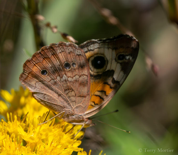 Recent butterfly sightings — wisconsinbutterflies.org