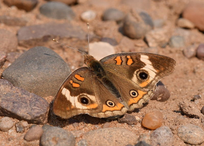 Recent butterfly sightings — wisconsinbutterflies.org