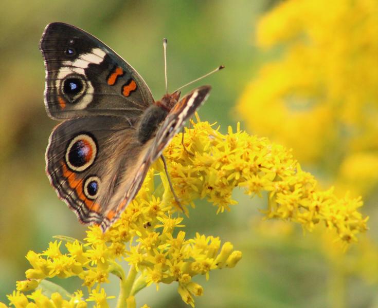 Recent butterfly sightings — wisconsinbutterflies.org