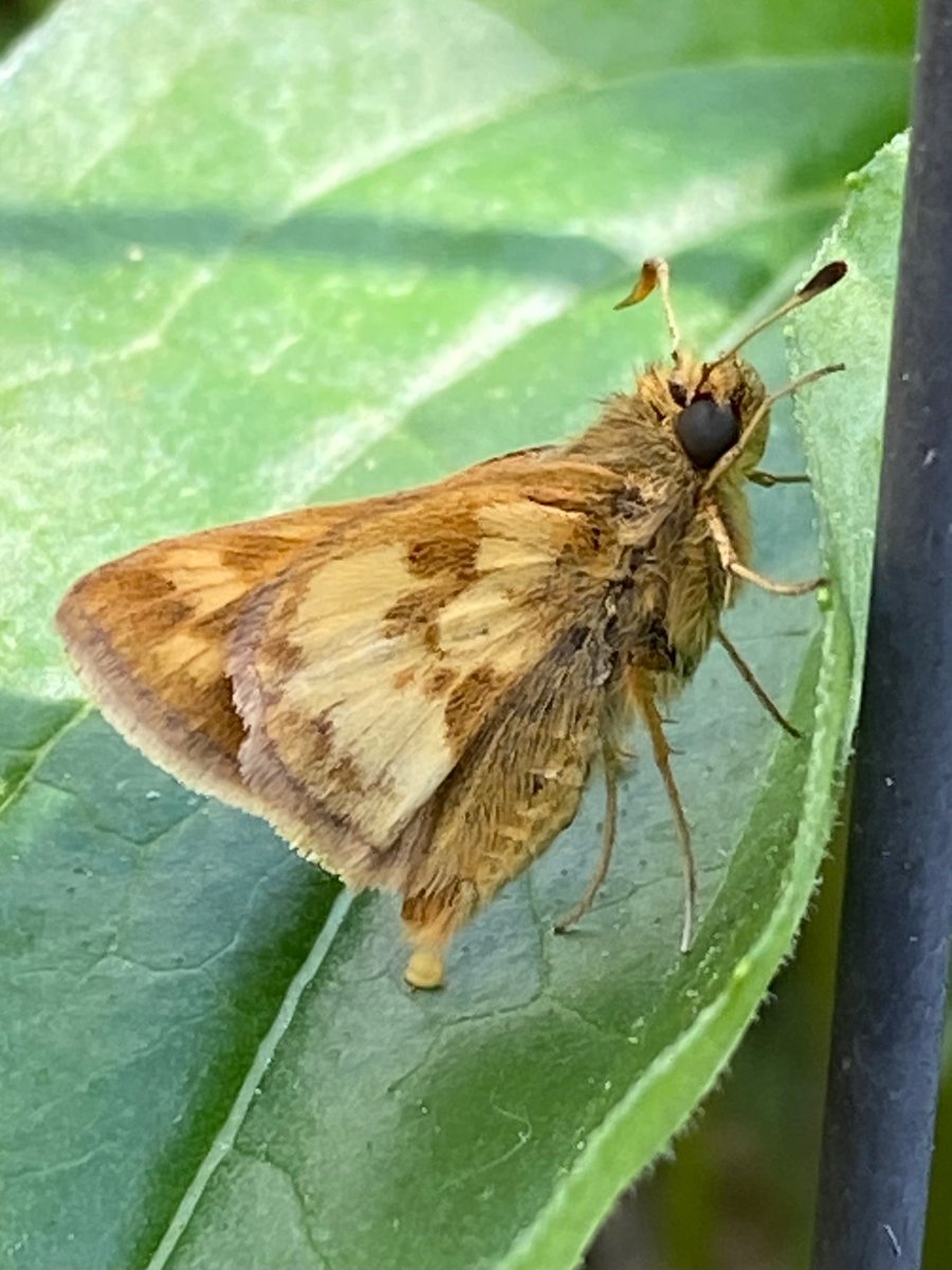 Recent sightings | North Jersey Butterfly Sightings