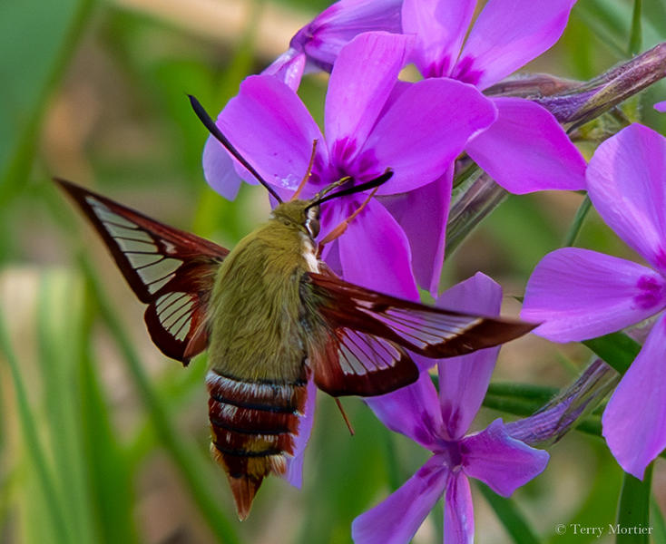 Recent butterfly sightings — wisconsinbutterflies.org