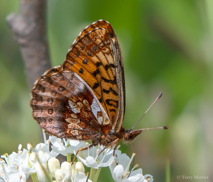 Recent butterfly sightings — wisconsinbutterflies.org