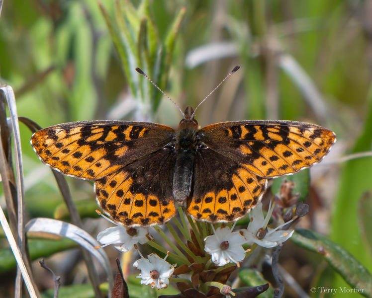 Recent butterfly sightings — wisconsinbutterflies.org