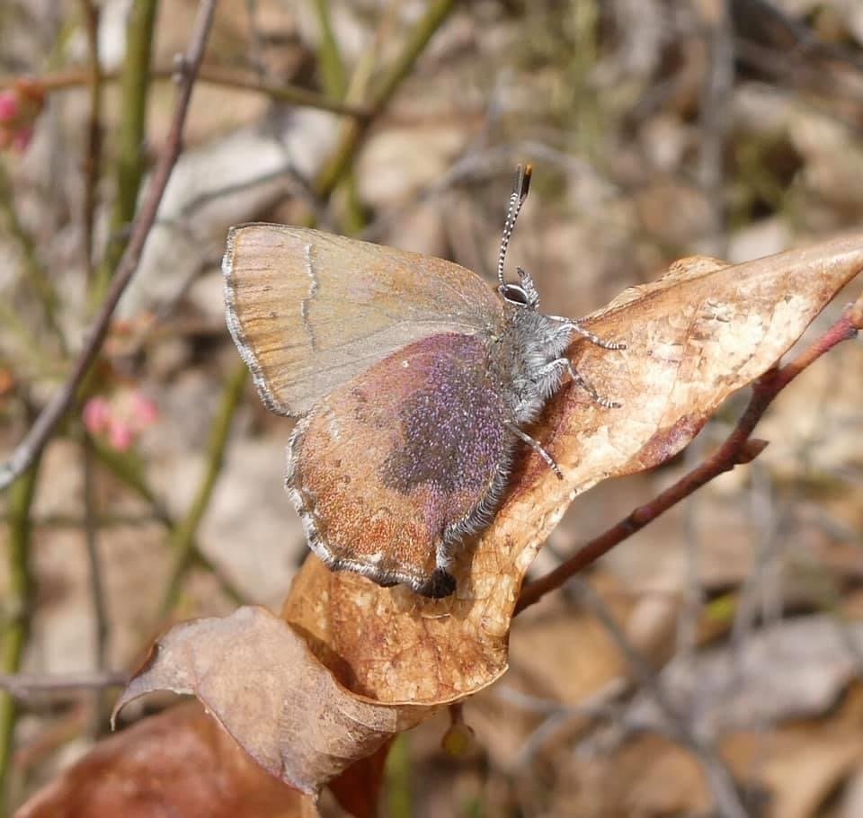 Sighting by David Moskowitz, 4/19/2020, in Middlesex County, NJ | North ...